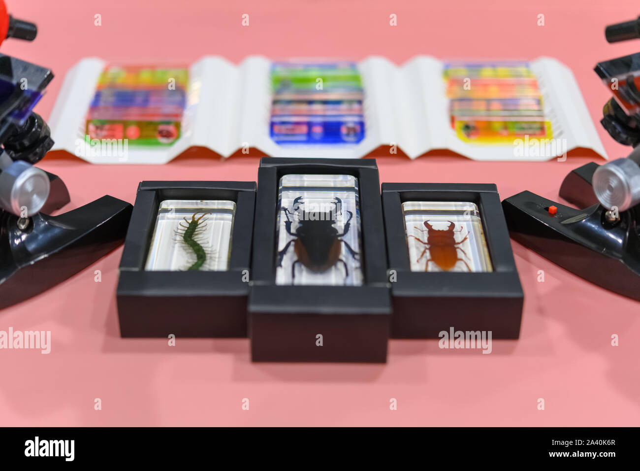 Insect samples hi-res stock photography and images - Alamy