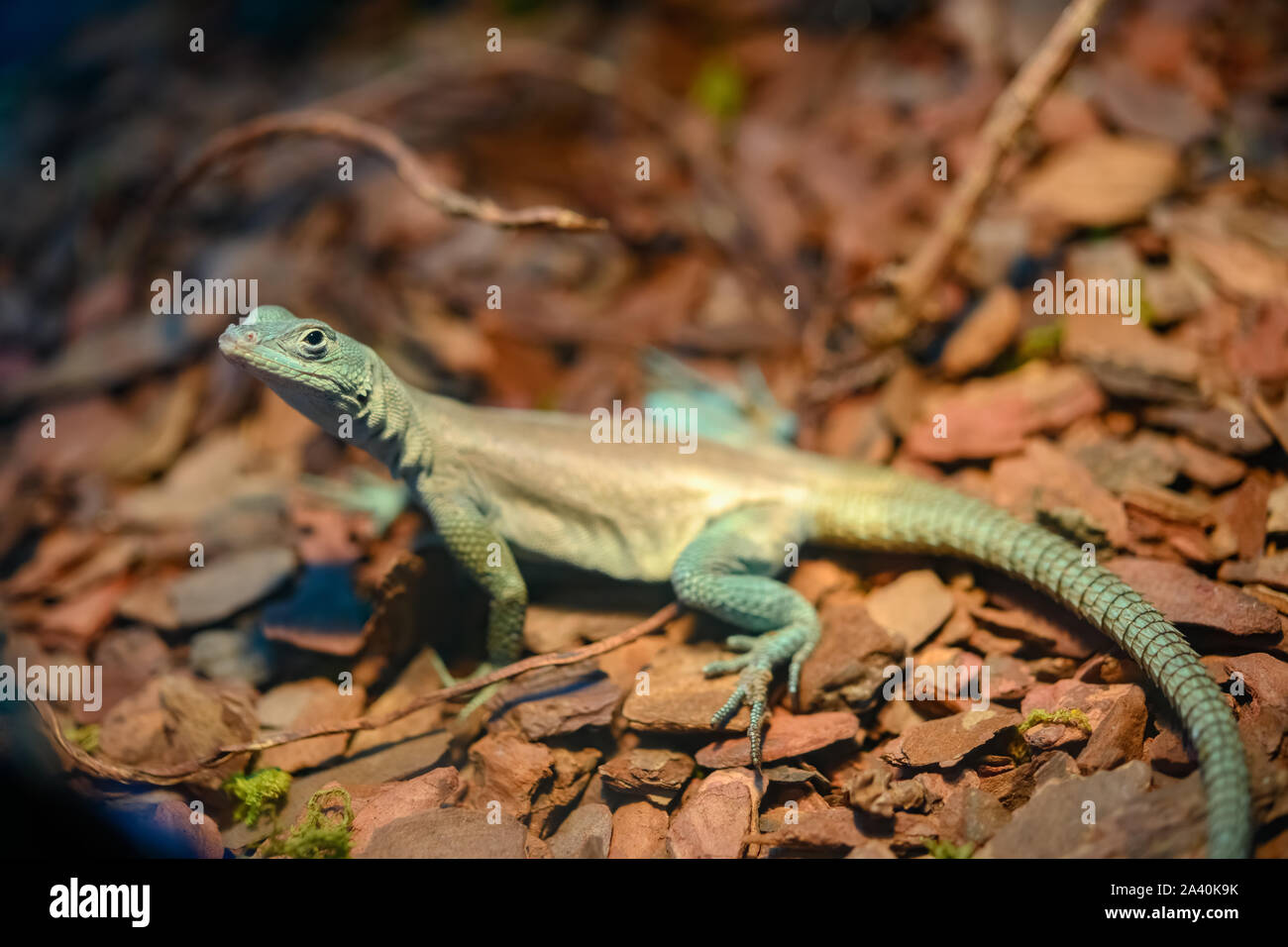 Hydrosaurus hi-res stock photography and images - Alamy