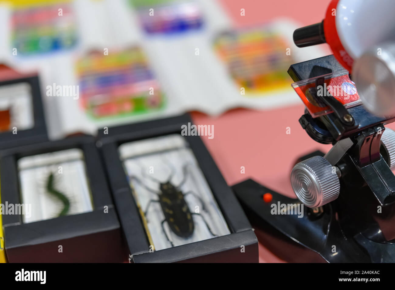 microscope with several insect specimens and sample slices nearby Stock ...