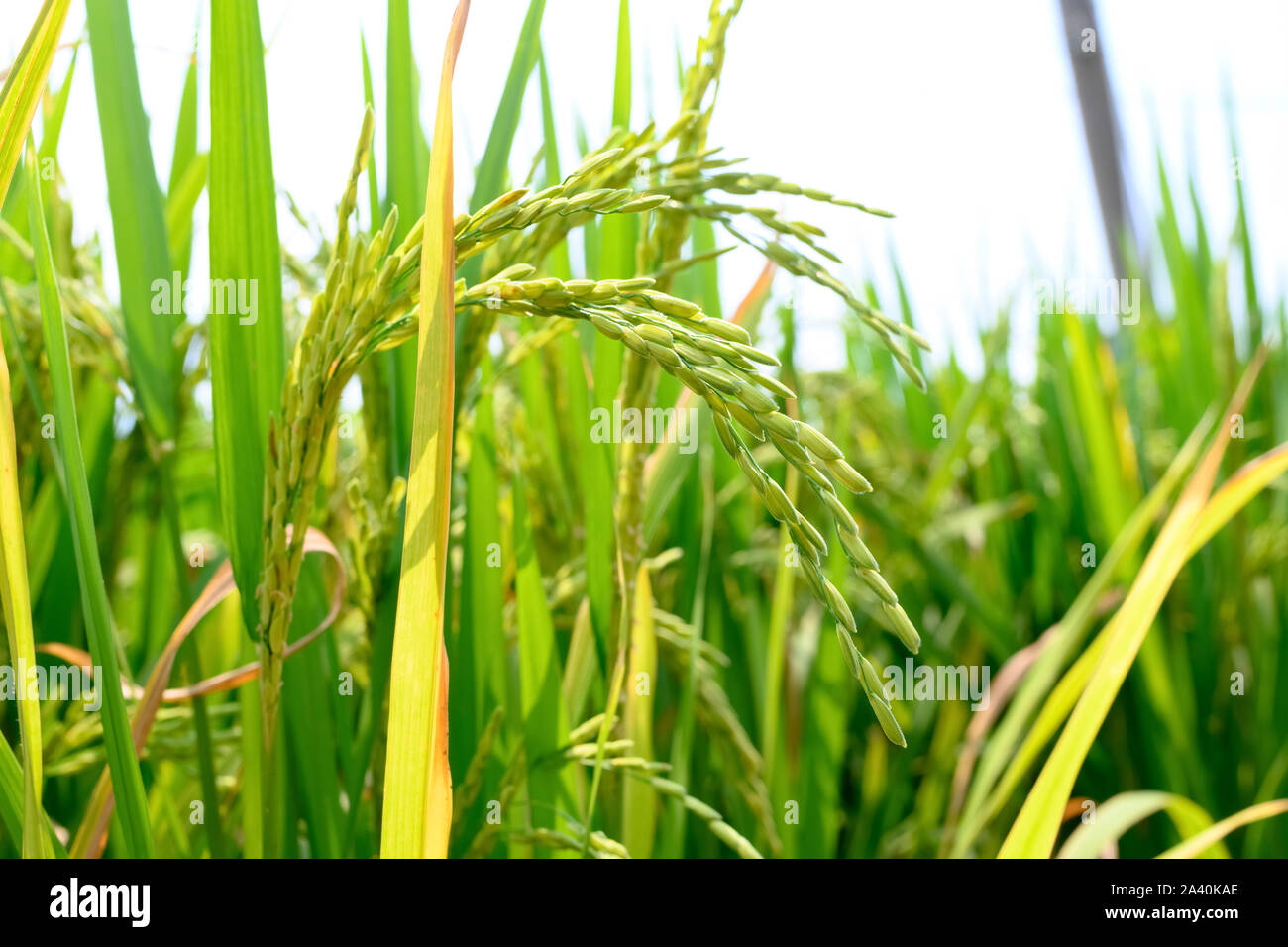 fresh green paddy on the field close up Stock Photo - Alamy