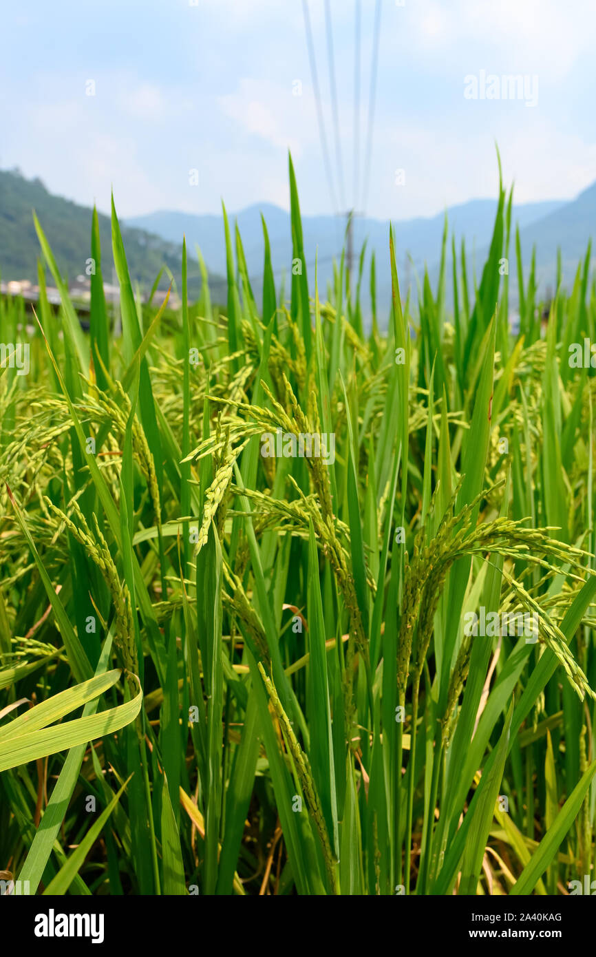 fresh green paddy on the field vertical composition Stock Photo - Alamy