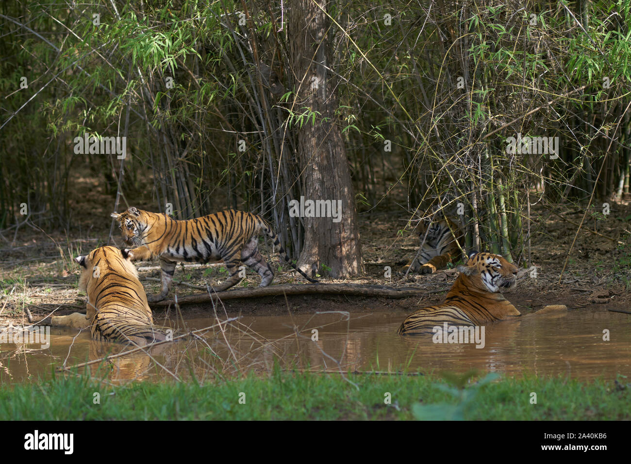 Maya Tigress and matkasur male Tiger father with cubs cooling off in ...