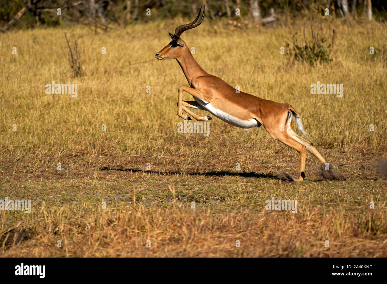 Impala one of the main prey species for the large predators in Africa ...