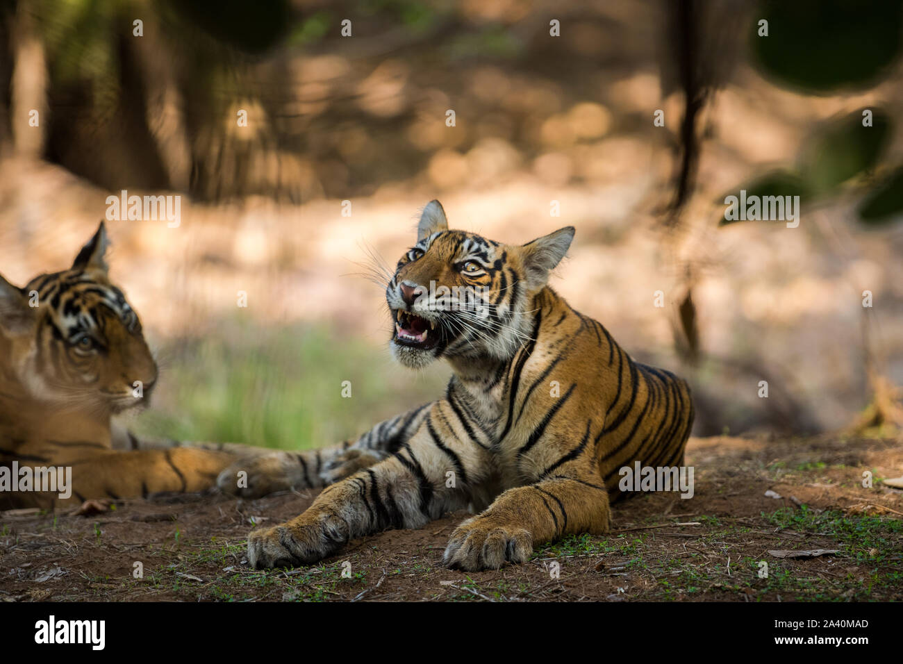 Tiger cub yawn expression resting in shadow of tree and waiting for ...