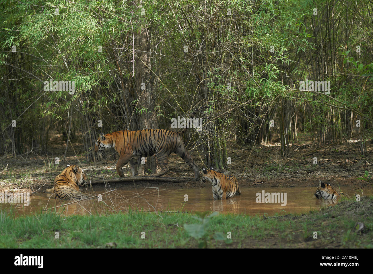Maya Tigress Prowling and matkasur male Tiger with cubs cooling off in ...