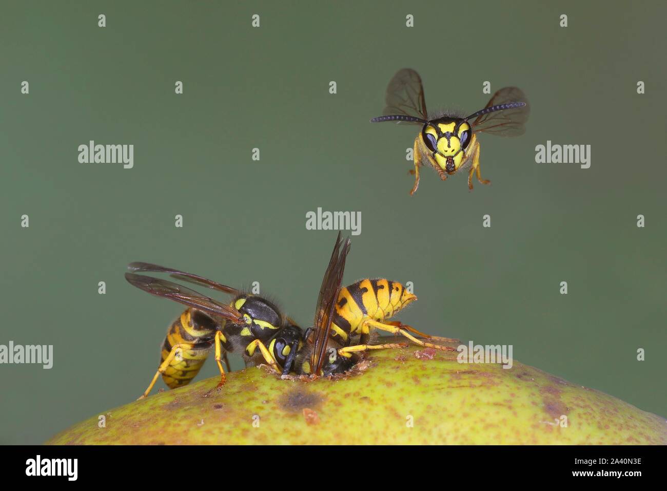 German wasps (Vespula germanica) eat a pear, Germany Stock Photo - Alamy