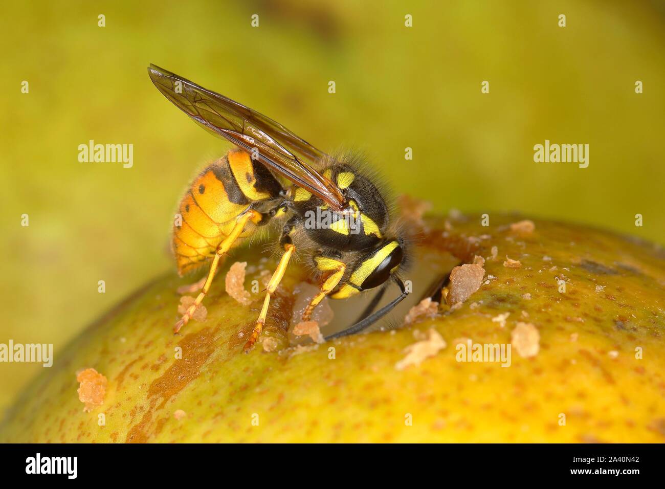 Wasp eating fruit hi-res stock photography and images - Alamy