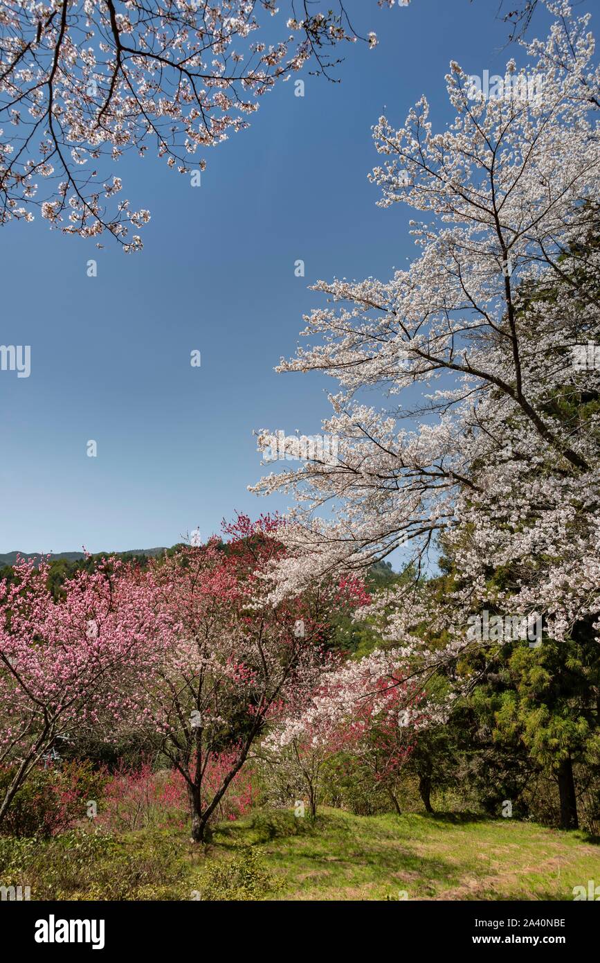 Flowering cherry blossoms in spring, Japanese cherry blossom, Kiso ...