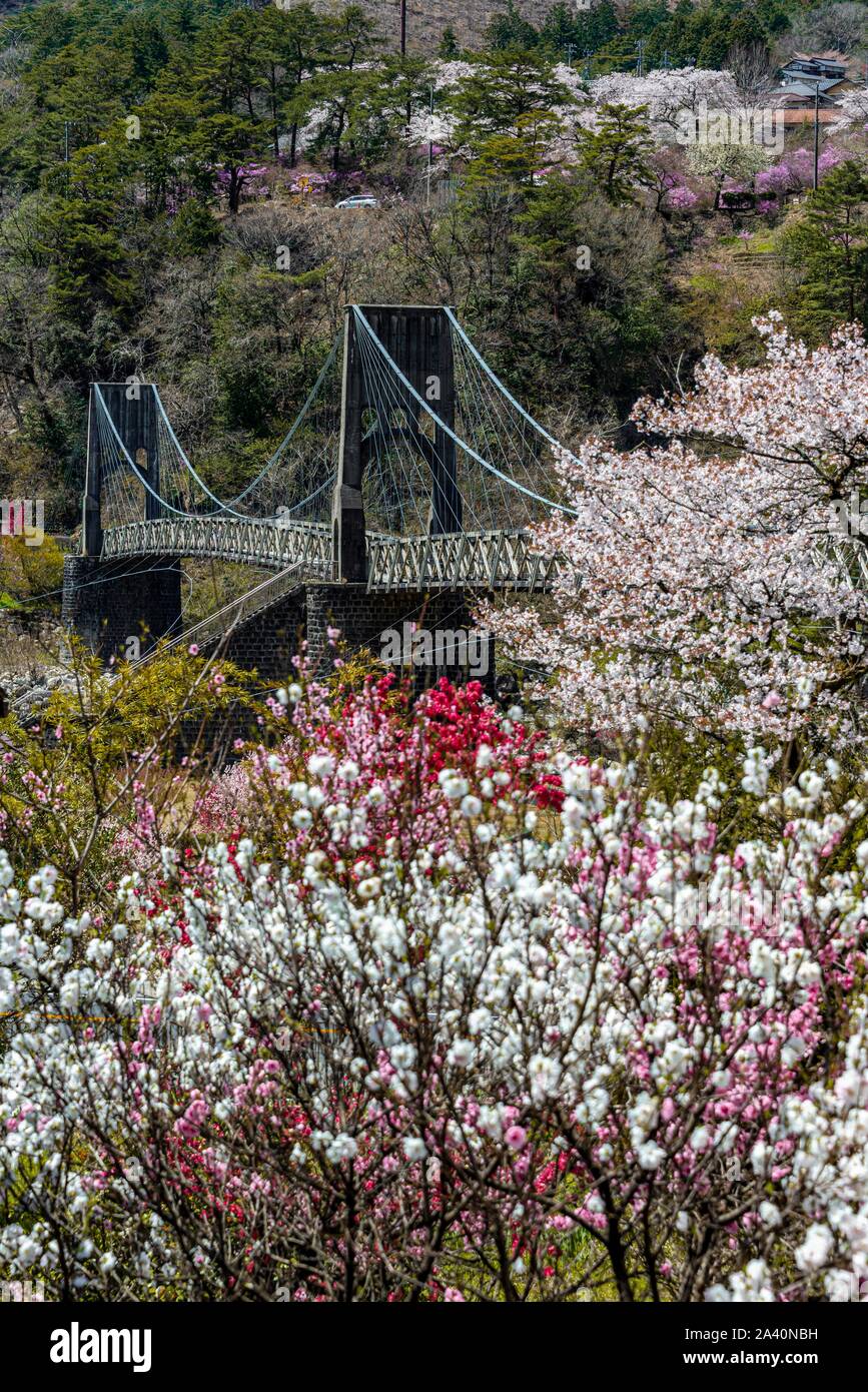Japanese Garden Cherry Blossom Bridge