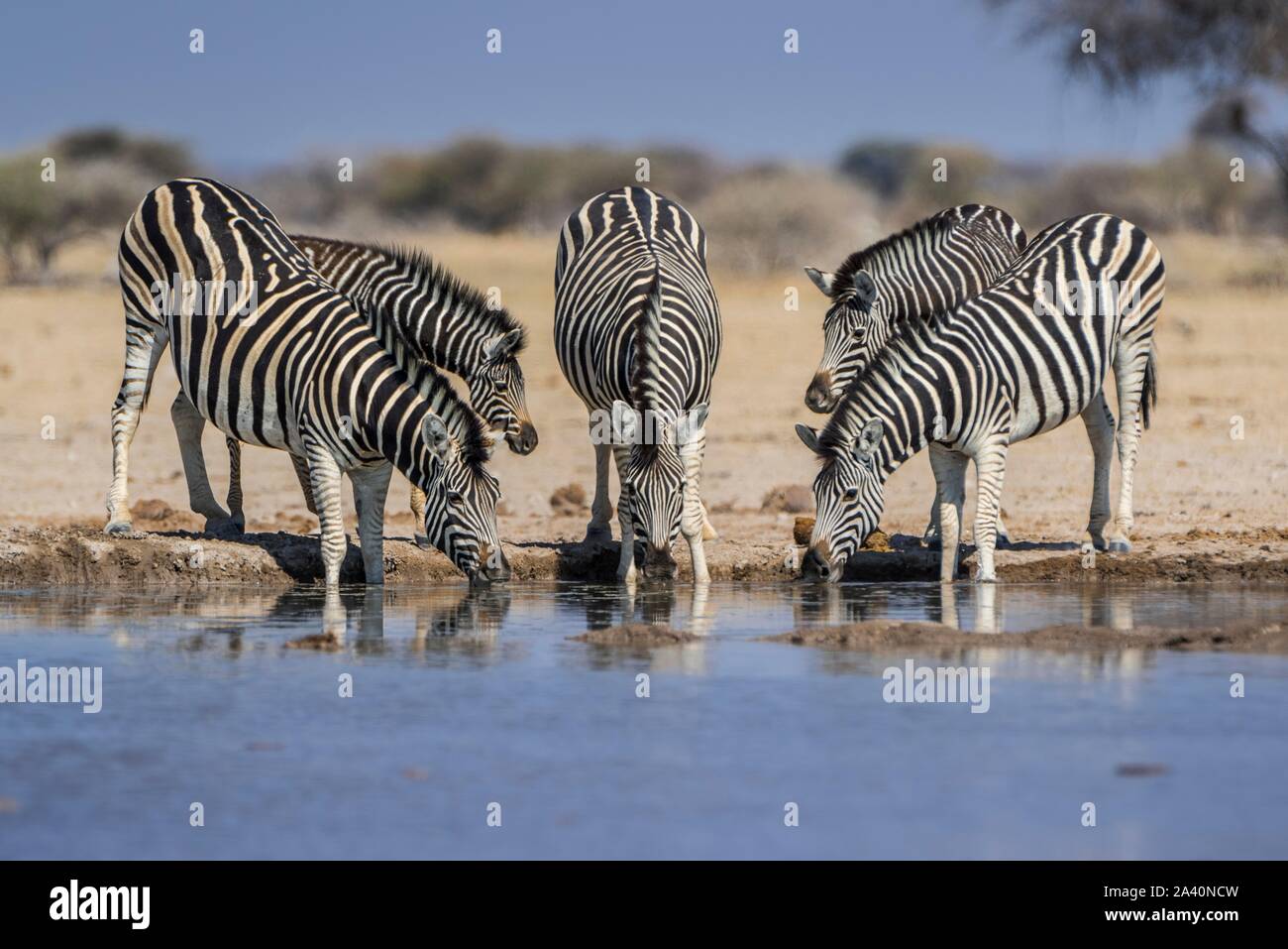Burchell's Zebras (Equus quagga burchelli), animal group with young ...