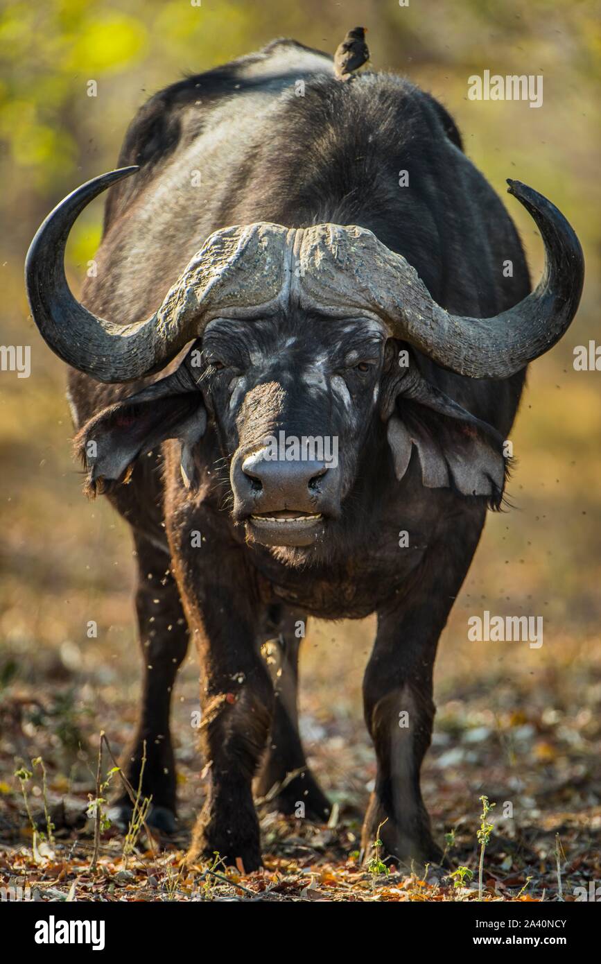 North cape horn hi-res stock photography and images - Alamy