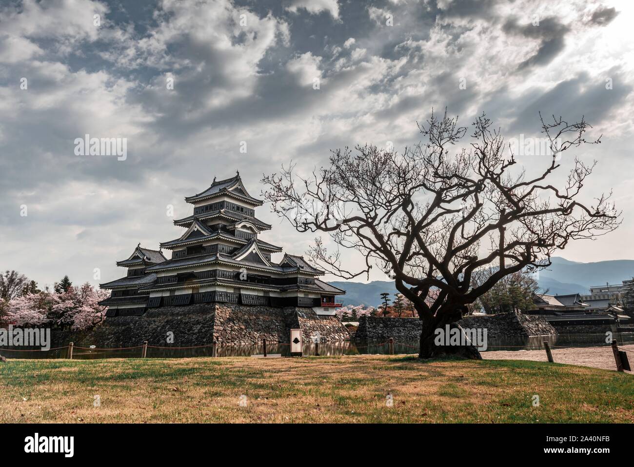 Dead tree in front of old japanese castle hi-res stock photography and ...