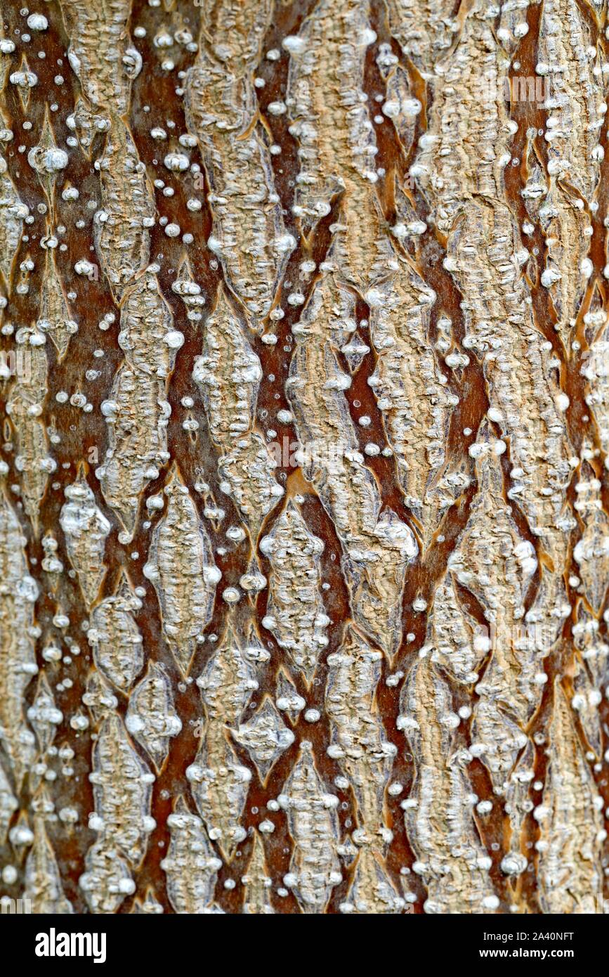 Empress tree bark paulownia tomentosa hi-res stock photography and ...