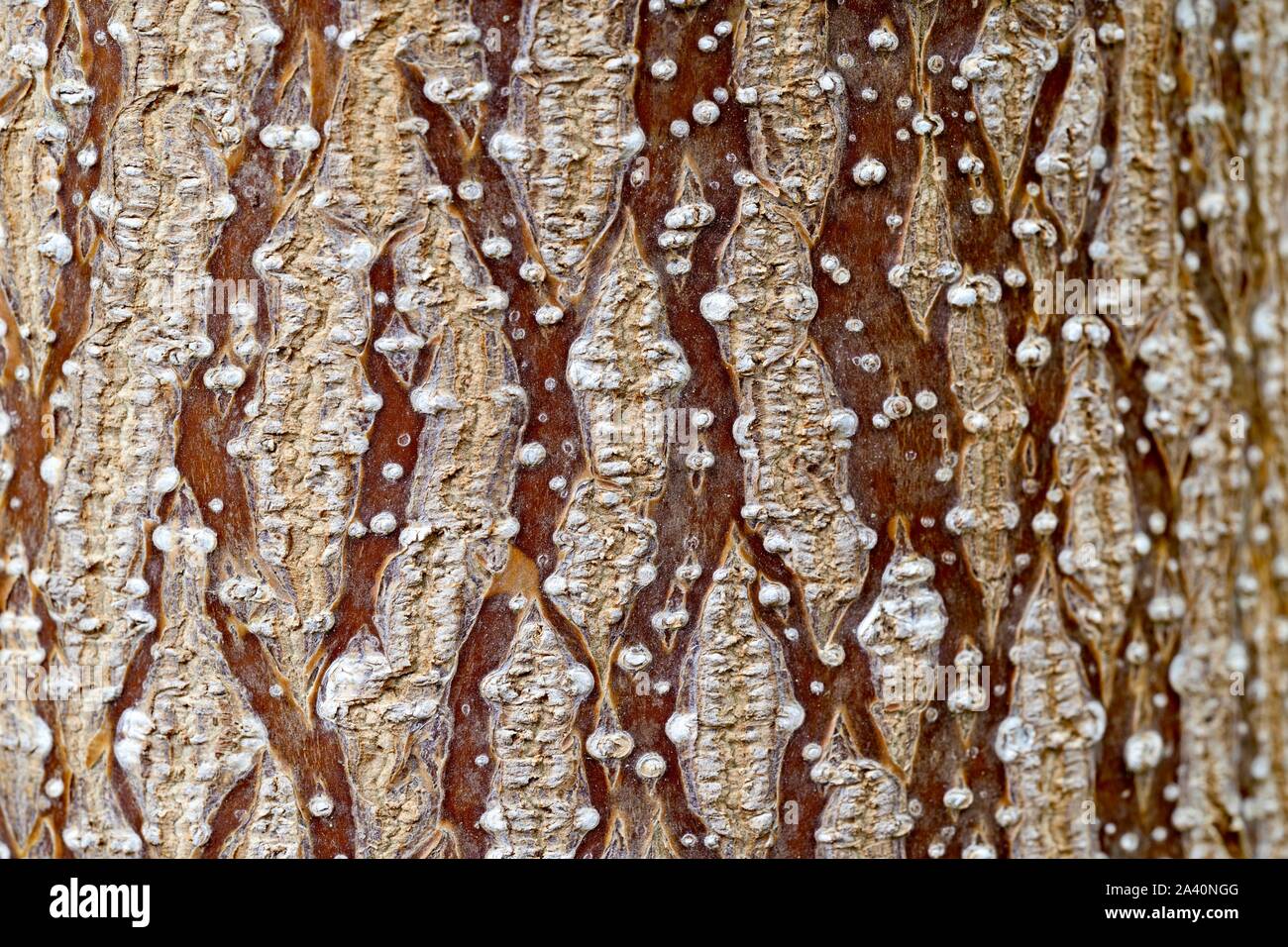 Empress Tree (Paulownia tomentosa), bark, detail, North Rhine ...