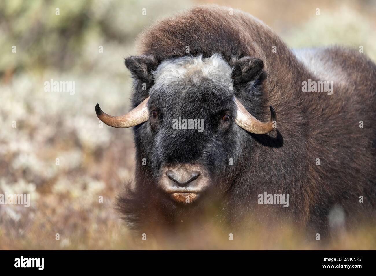 Ox animal hi-res stock photography and images - Alamy