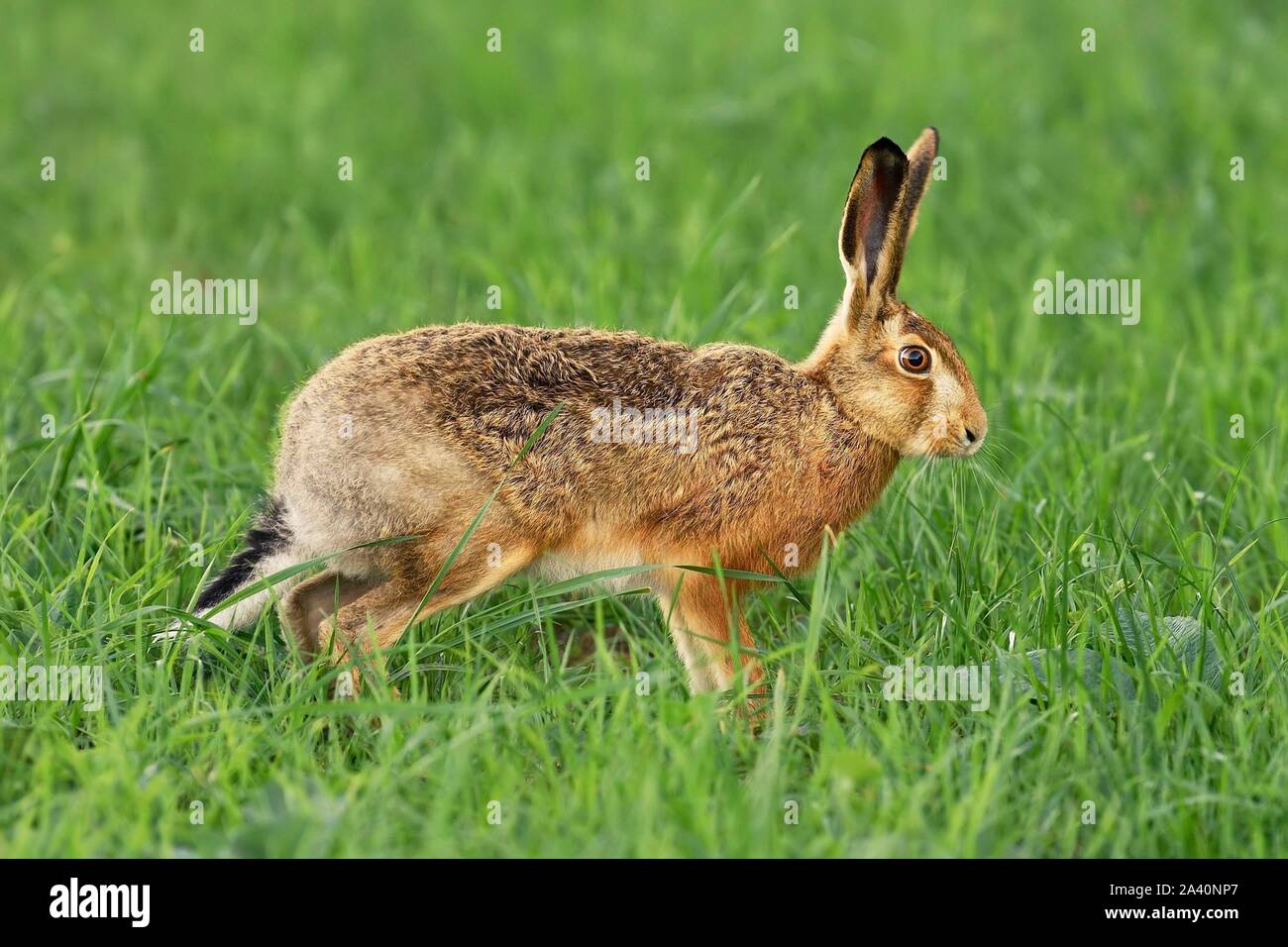 Young European hare (Lepus europaeus), standing in meadow, nature ...