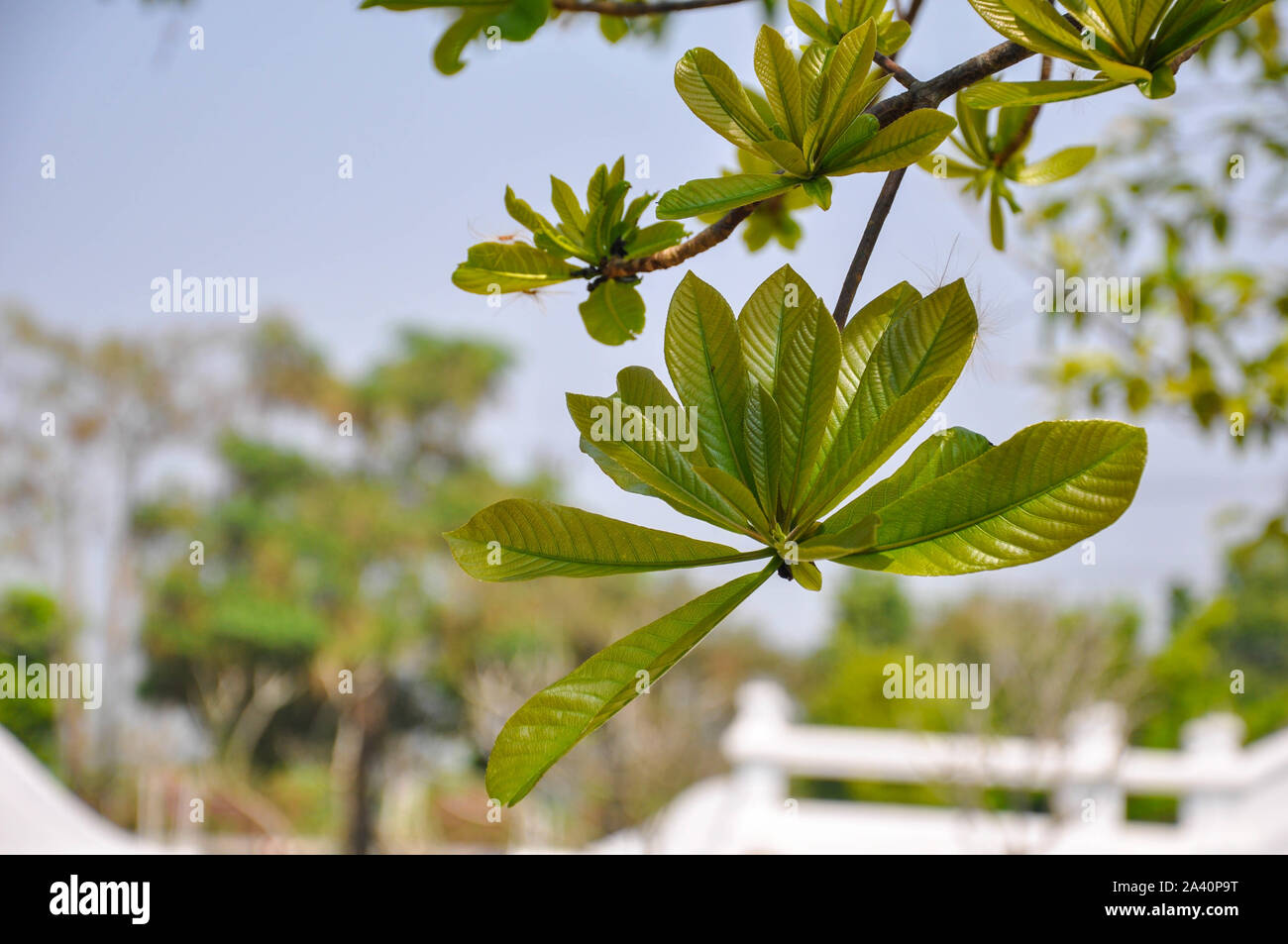 Thai plant near of the White Temple / Wat Rong Khun in Chiang Rai ...