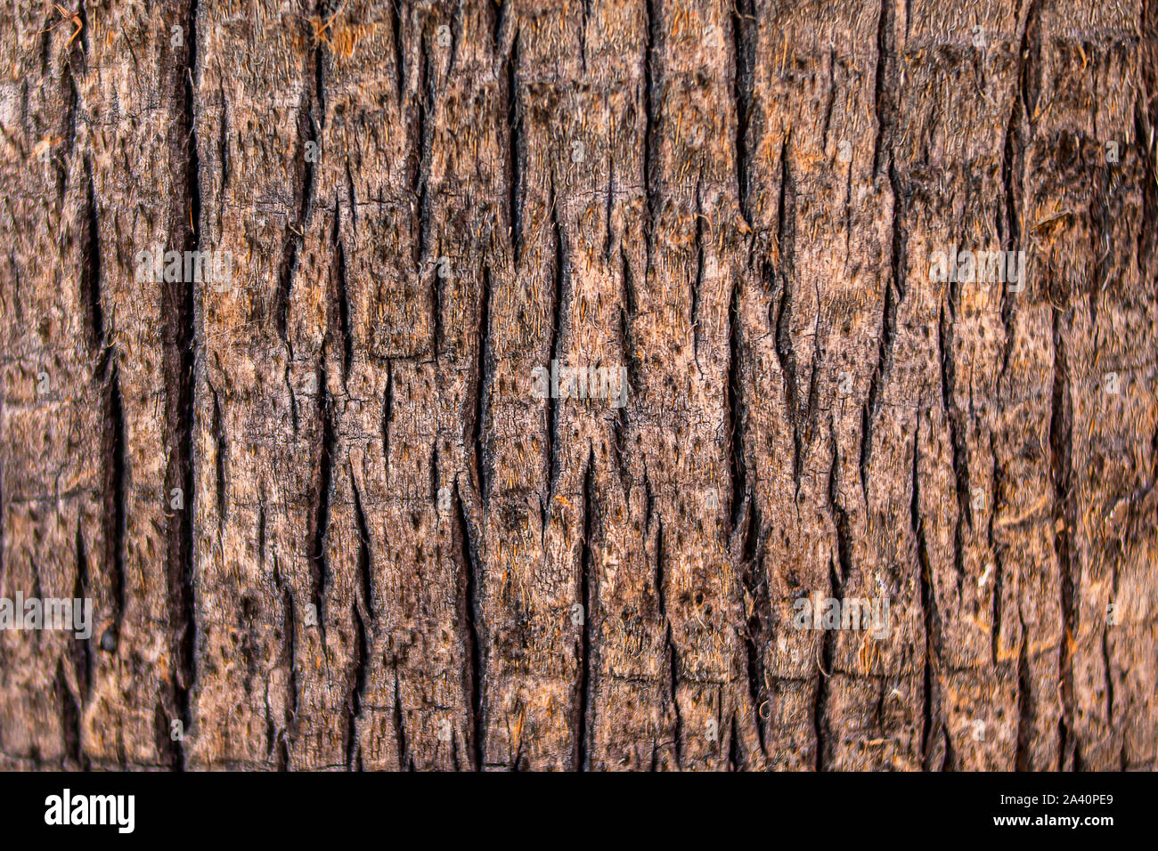 Rough tree branch texture hi-res stock photography and images - Alamy