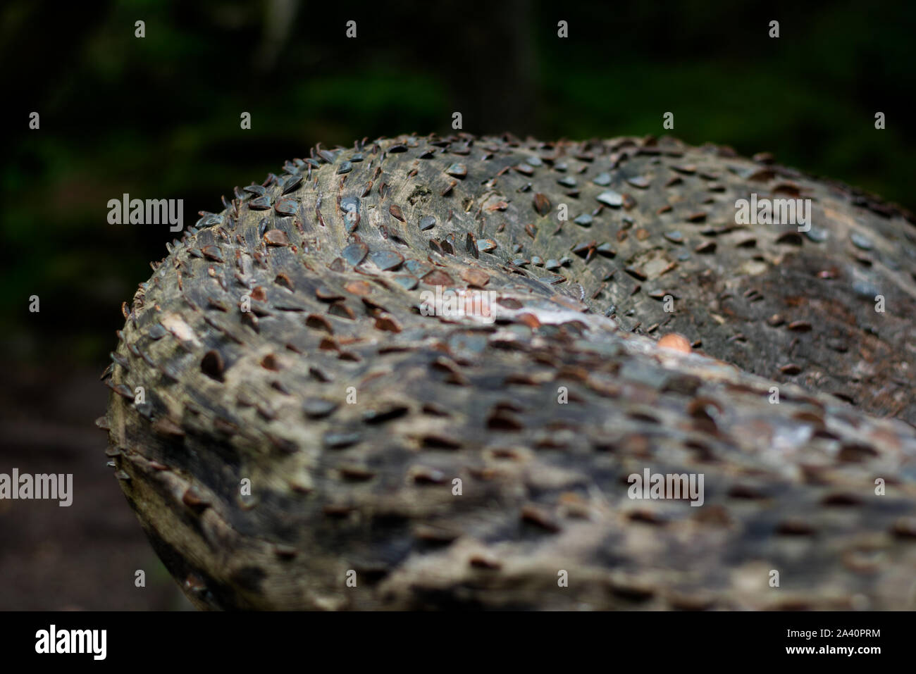 Coin tree hi-res stock photography and images - Alamy