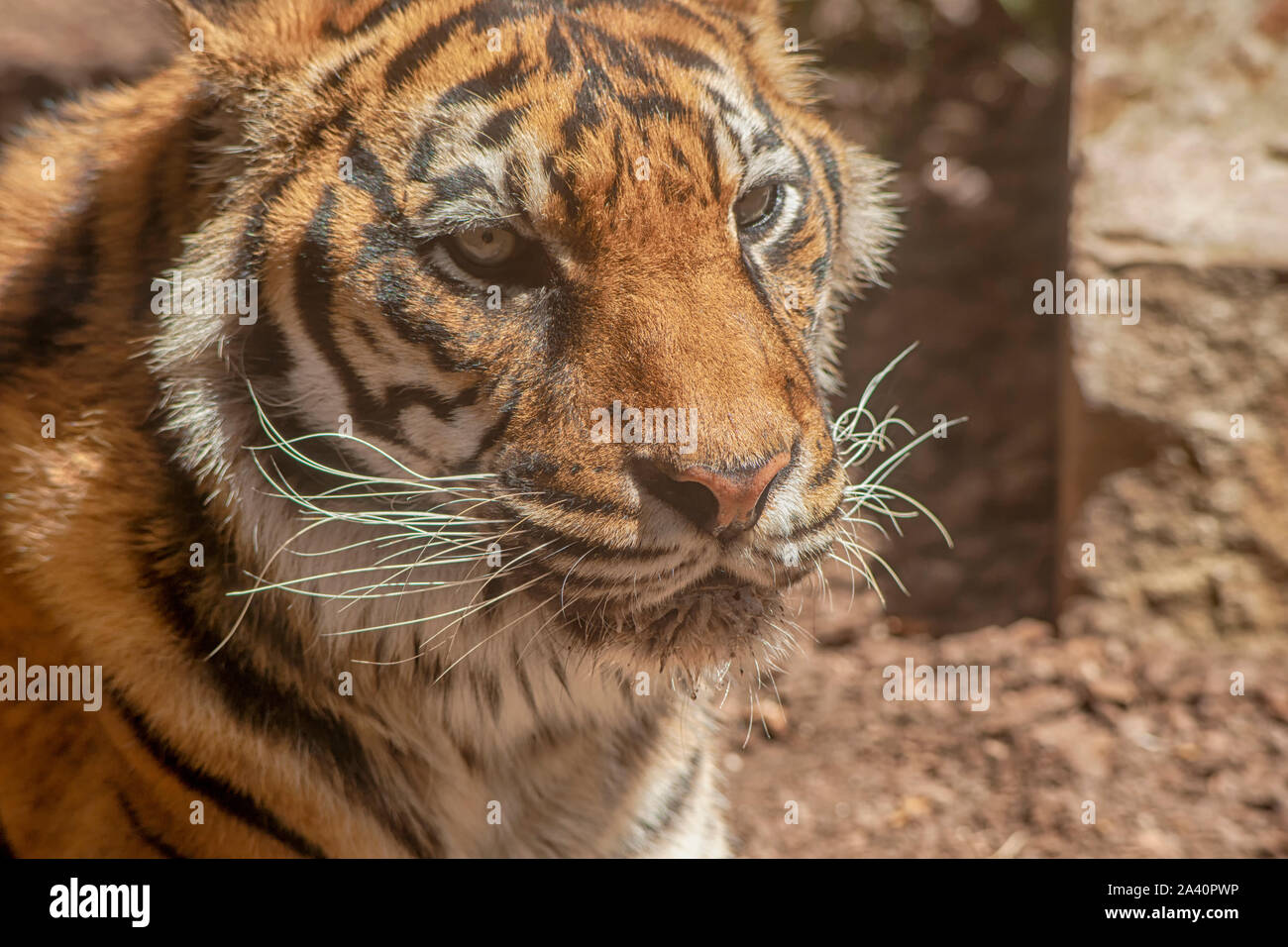 big cats, Sumatran tiger Stock Photo - Alamy
