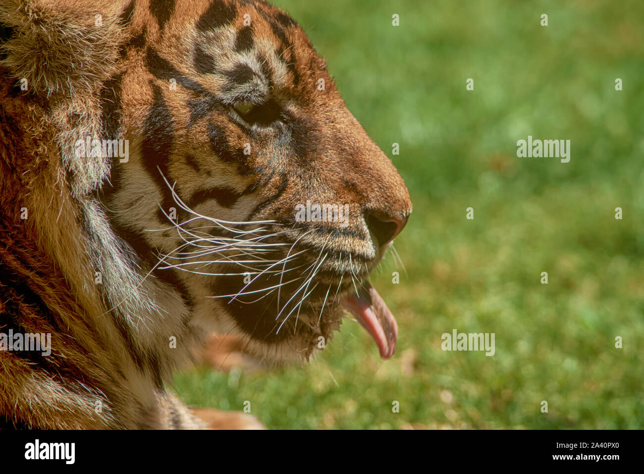 big cats, Sumatran tiger Stock Photo - Alamy