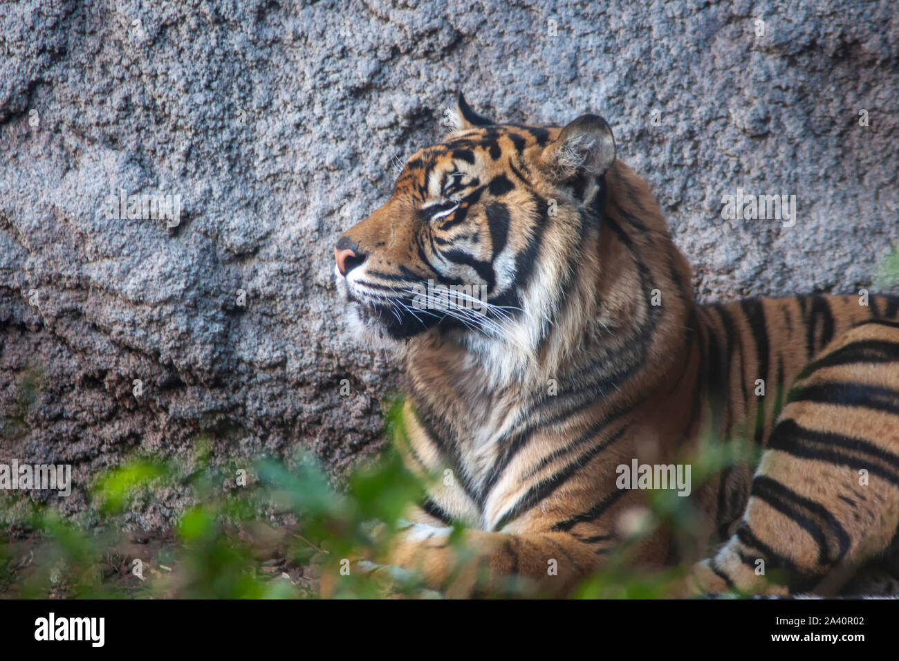 big cats, Sumatran tiger Stock Photo - Alamy