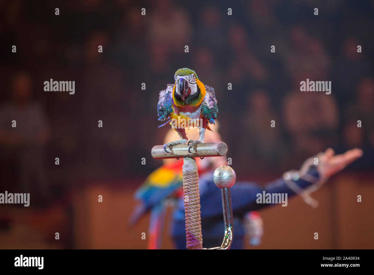 Trained parrots hi-res stock photography and images - Alamy