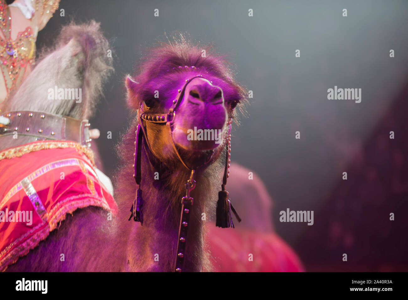 Circus tent lighting hi-res stock photography and images - Alamy