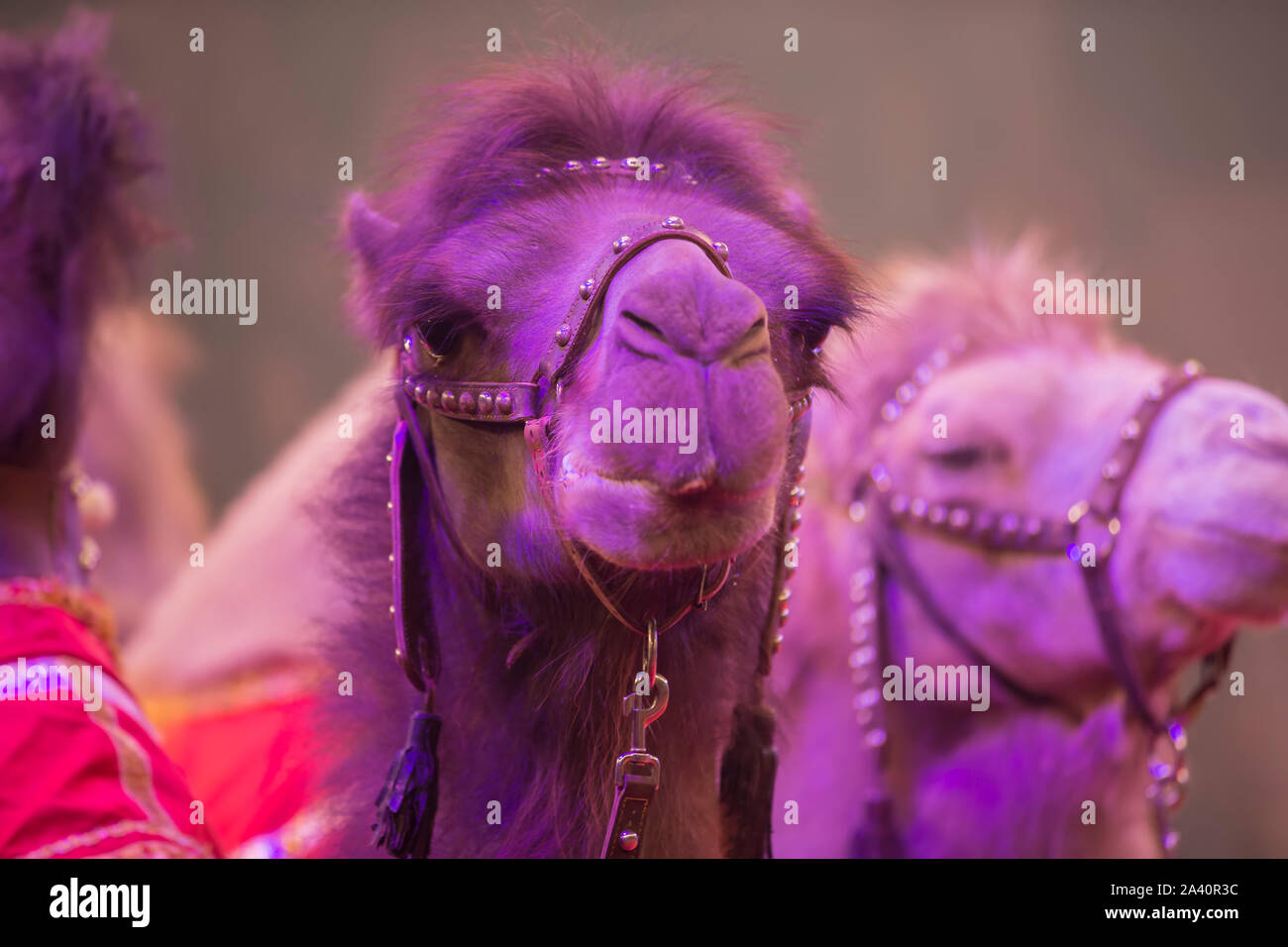 Circus camel performs in the circus Stock Photo - Alamy