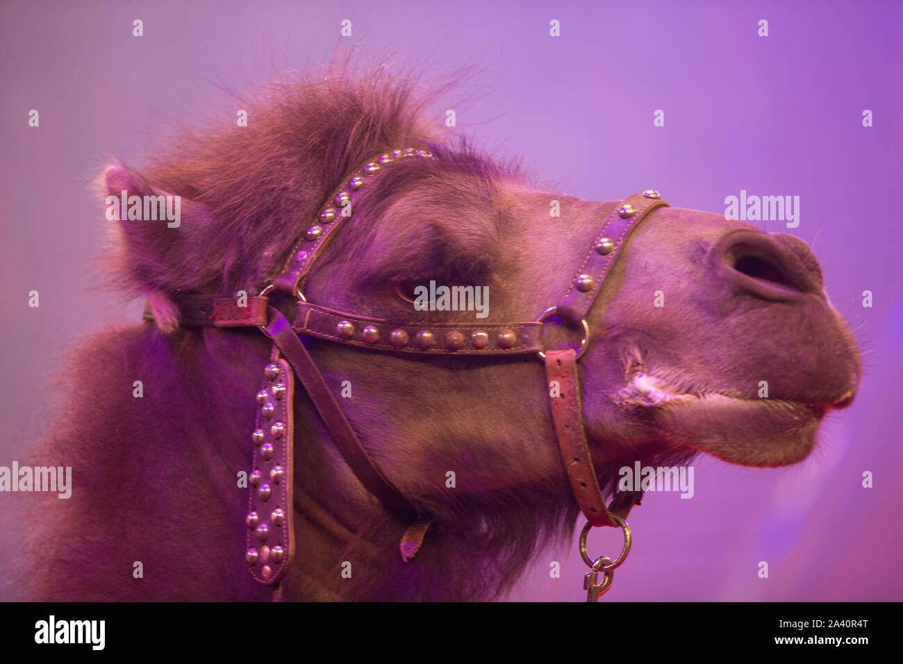 Muzzle of a camel close up under purple light Stock Photo - Alamy