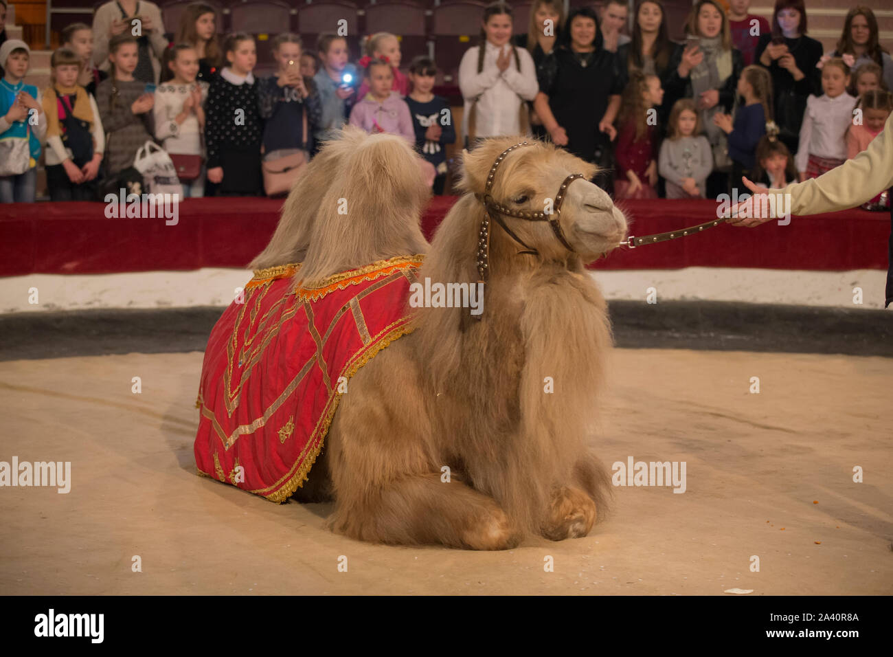 Trained Camel High Resolution Stock Photography and Images - Alamy