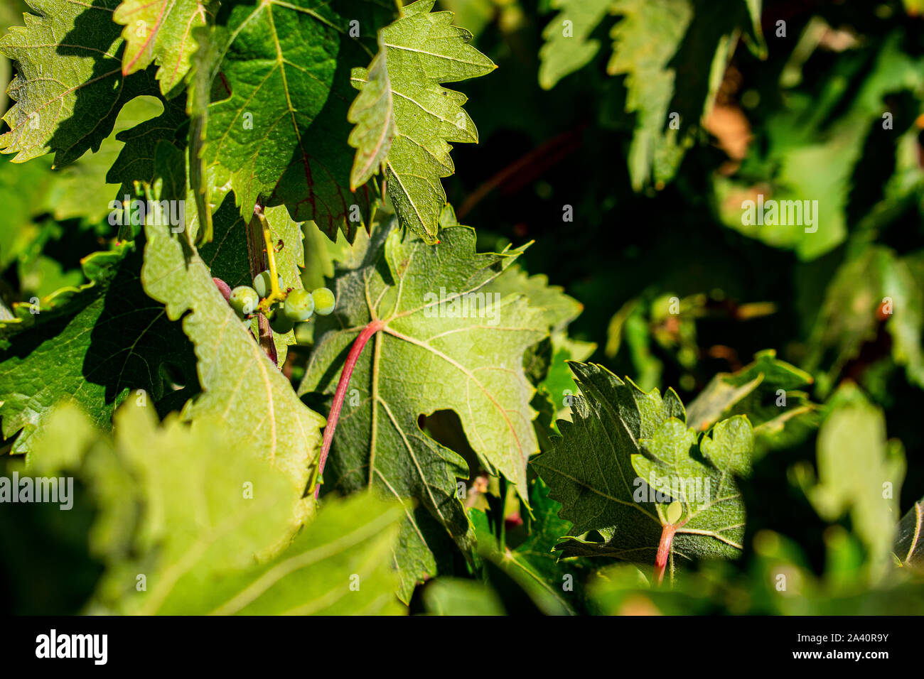 Red and green grapes and leaves hi-res stock photography and images - Alamy