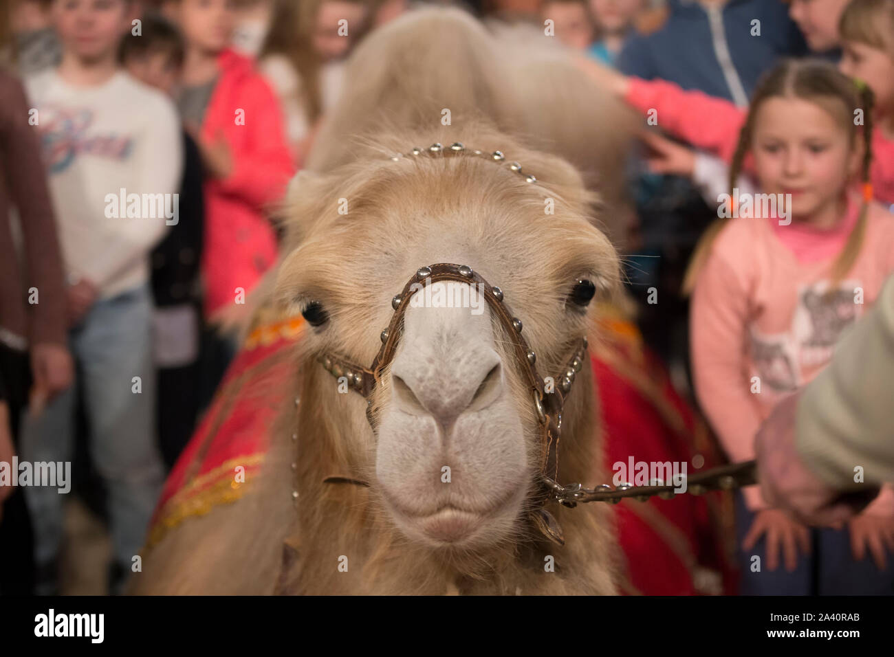 Belarus, the city of Goamel, April 07, 2019. Circus "Illusion of ...