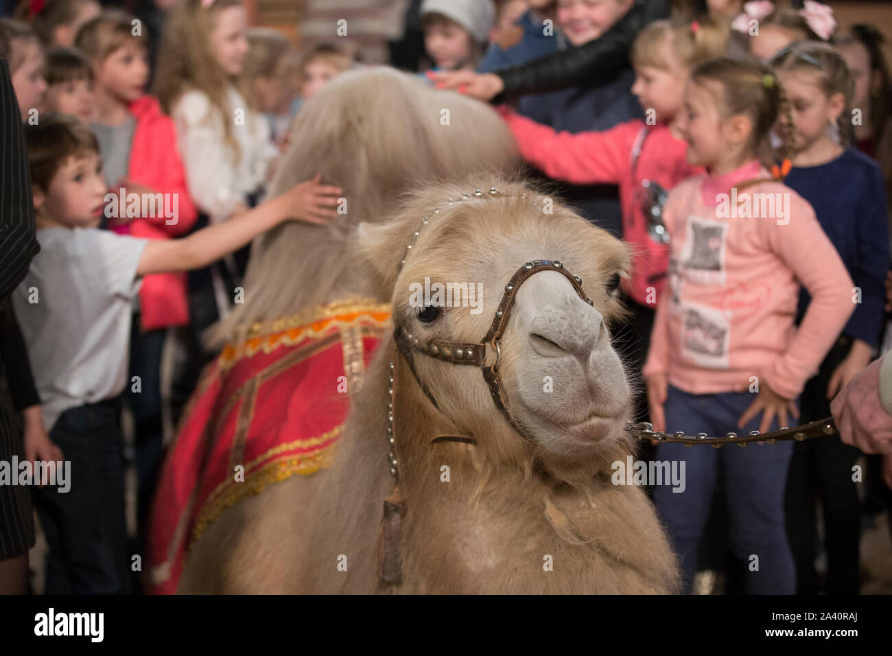 Belarus, the city of Goamel, April 07, 2019. Circus "Illusion of ...