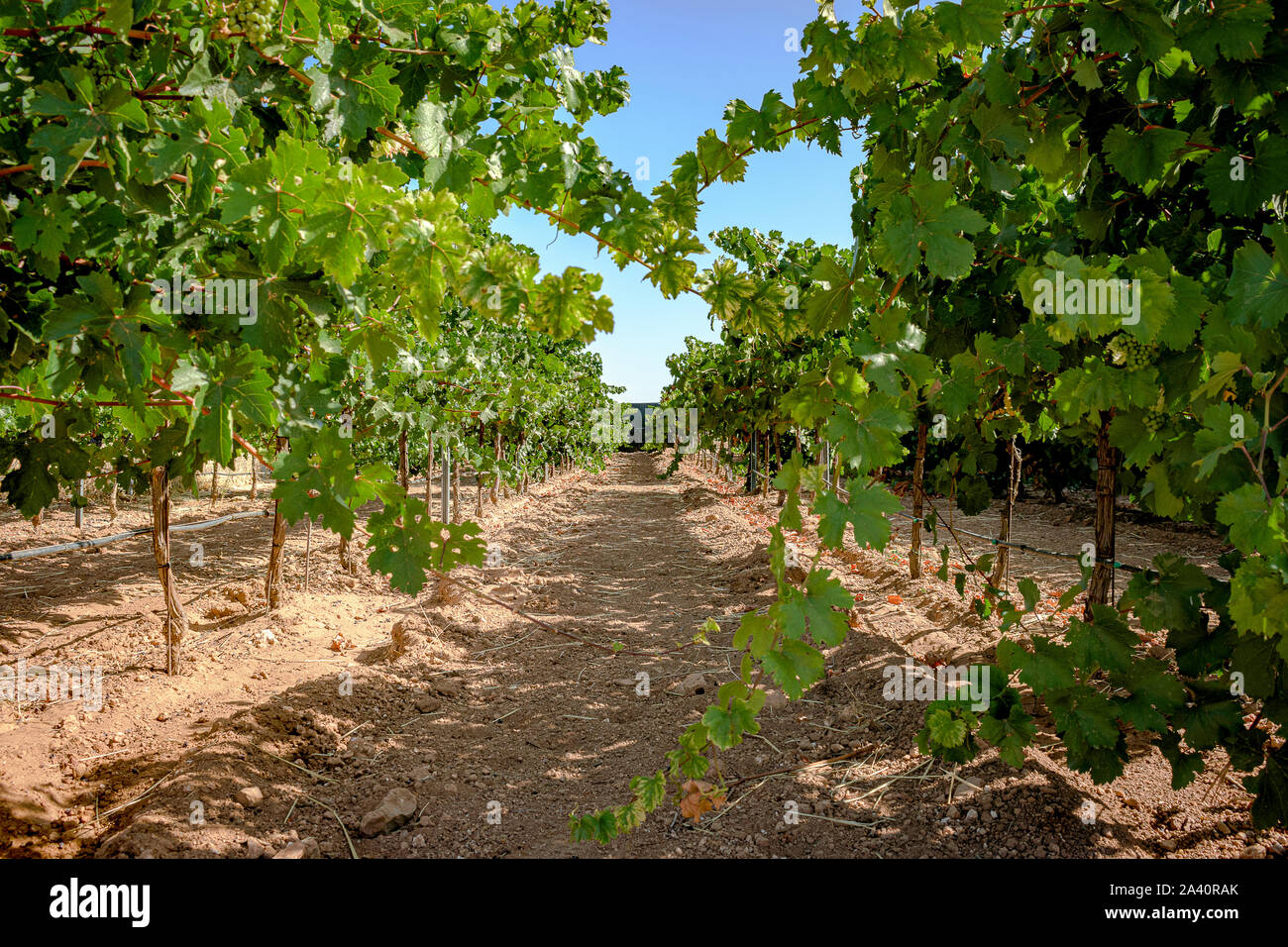 Row of vineyards in spanish winery Stock Photo - Alamy