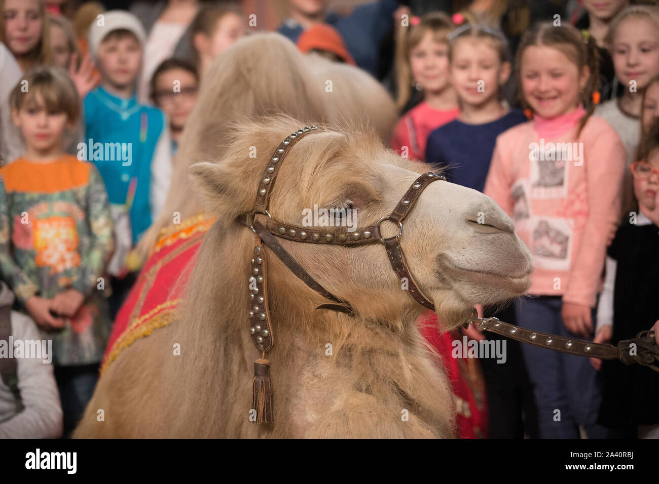 Belarus, the city of Goamel, April 07, 2019. Circus "Illusion of ...