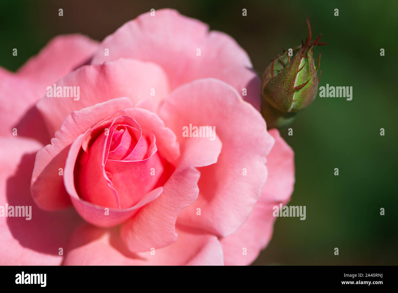 Close-up pink rose flower with bud. Summer background Stock Photo - Alamy