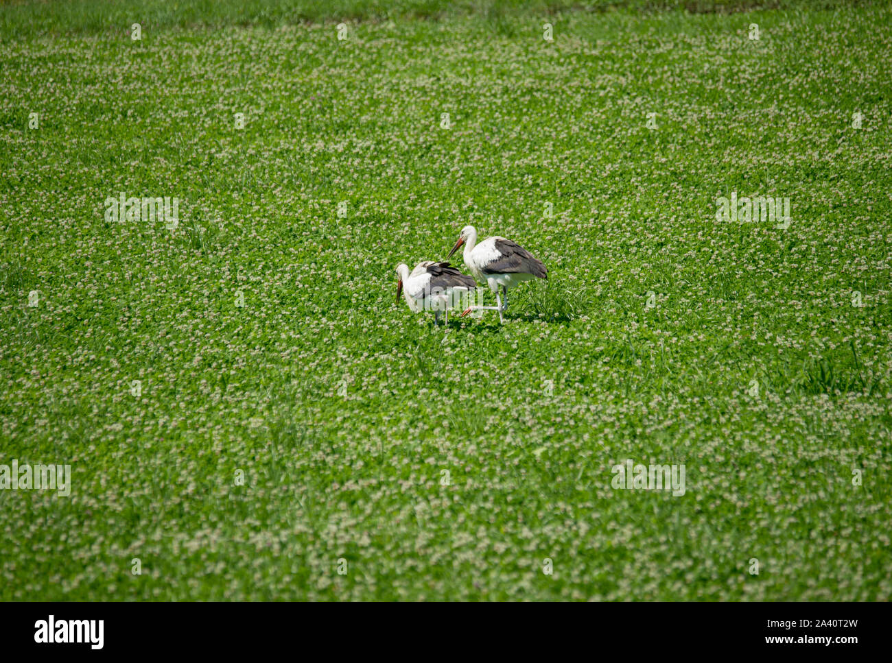 Storch vogel familie hi-res stock photography and images - Alamy