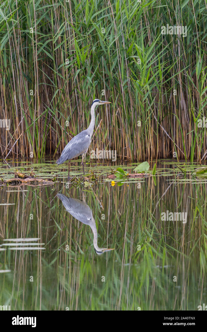 Reed water bird wildlife hi-res stock photography and images - Alamy