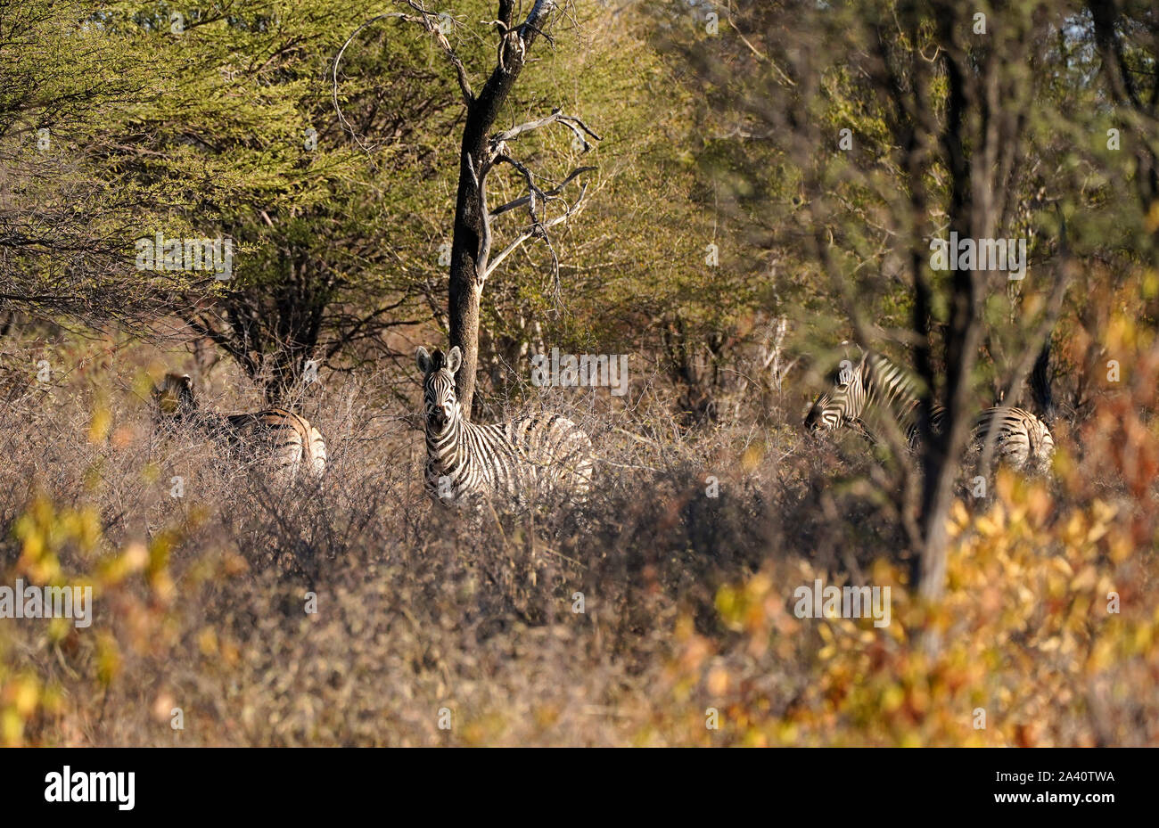 Stampeding Burchell's Zebras stunning animals seen whilst on safari ...