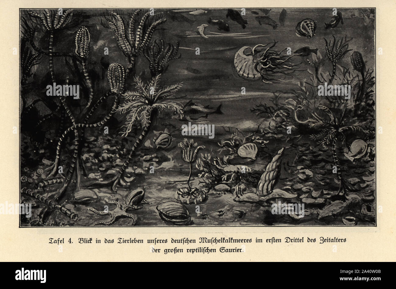 Extinct marine life in the first third of the Mesosoic. Crinoids ...