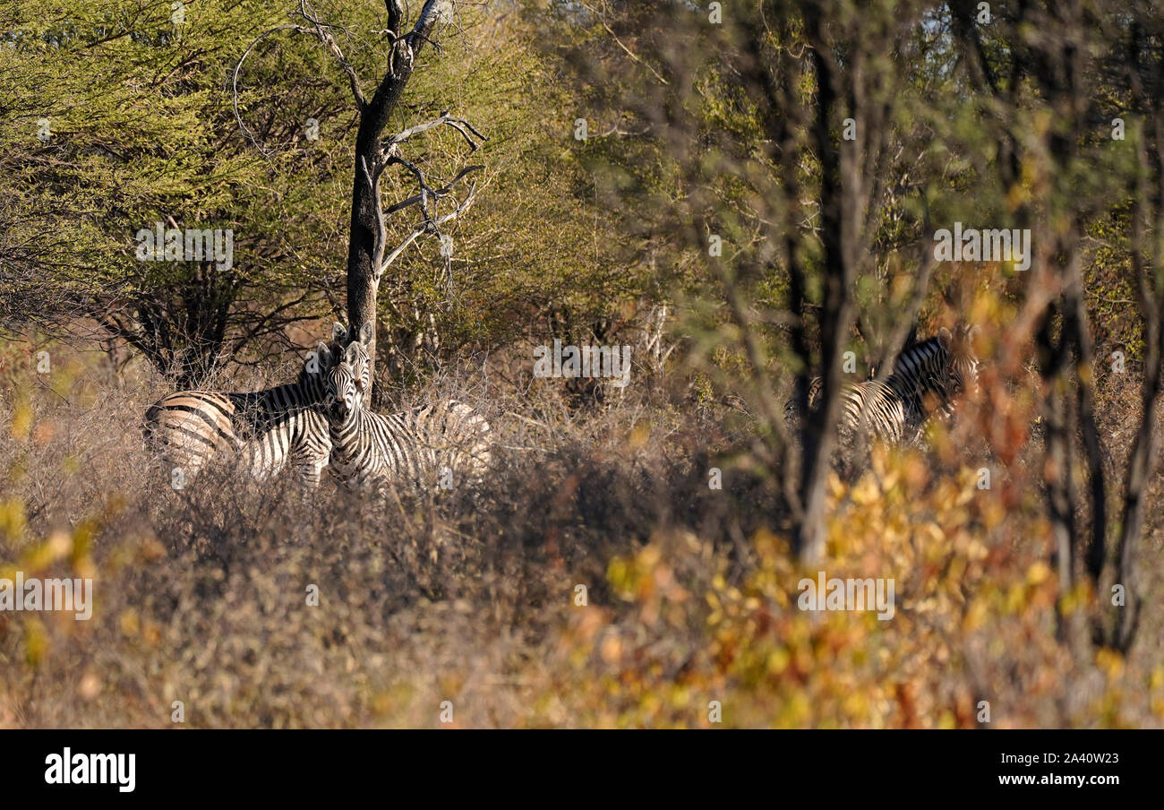 Stampeding Burchell's Zebras stunning animals seen whilst on safari ...