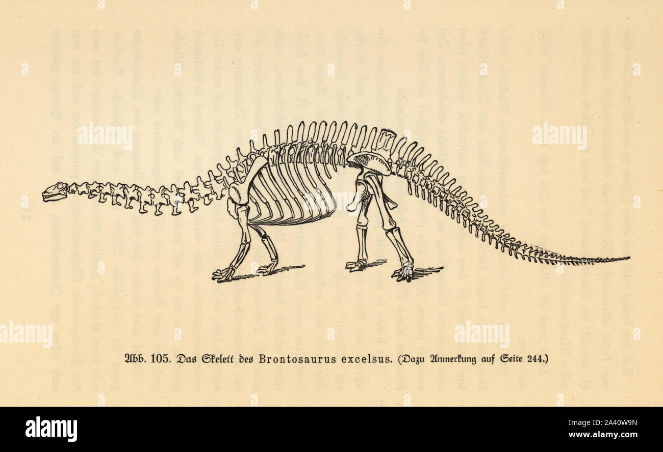 Fossil skeleton of an extinct Brontosaurus excelsus. Illustration from Wilhelm Bolsche’s Das ...