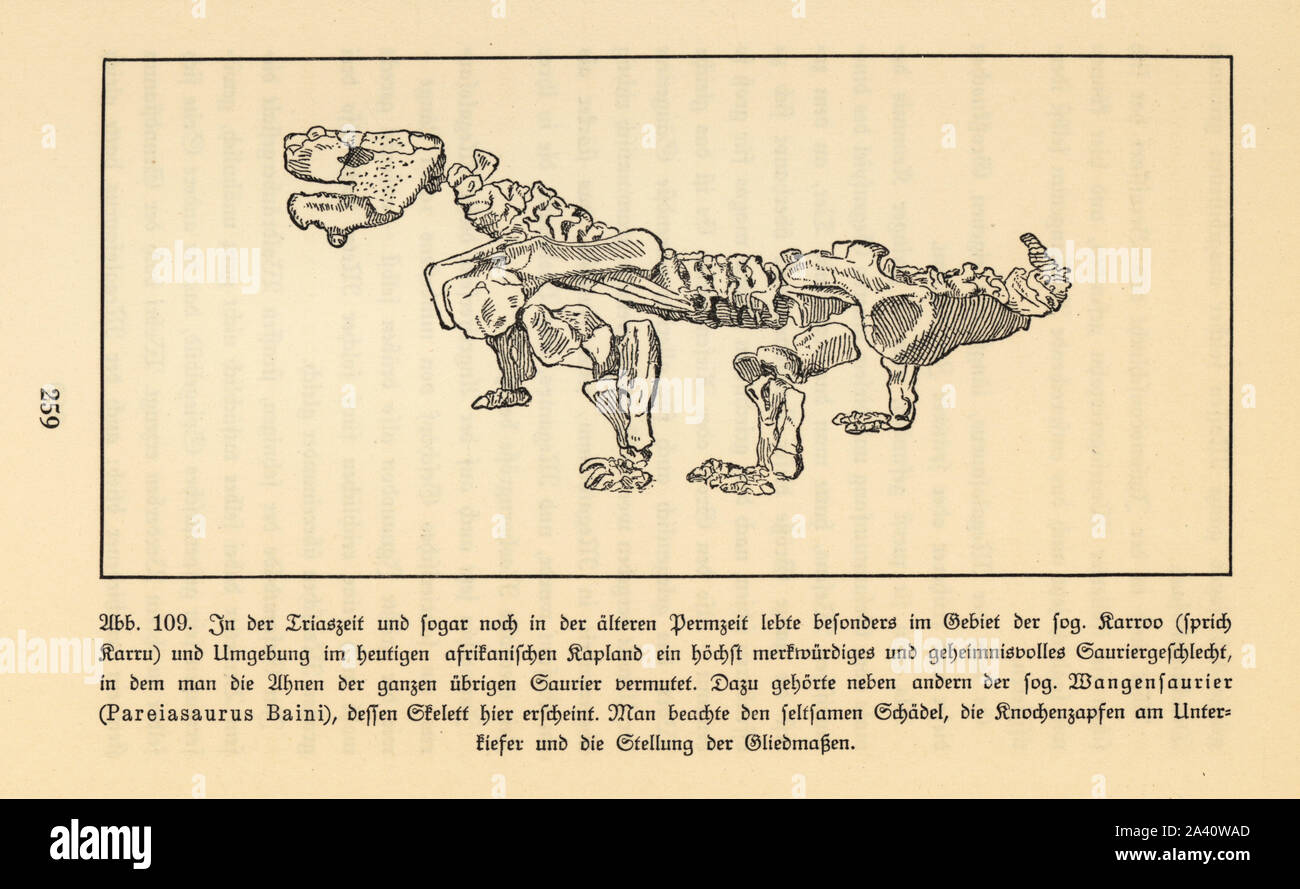 Pareiasaurus hi-res stock photography and images - Alamy