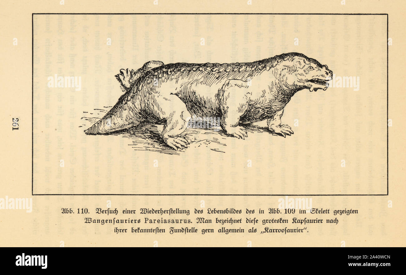 Reconstruction of an extinct Pareiasaur, Bradysaurus baini ...