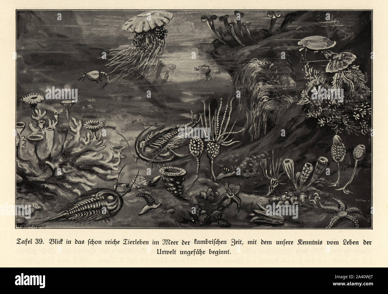 Reconstruction of the rich marine life of the Cambrian era. Extinct ...