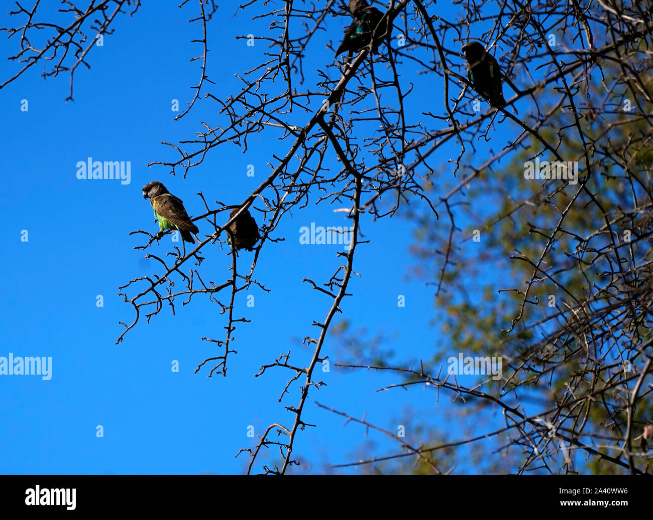 Parrots of botswana hi-res stock photography and images - Alamy