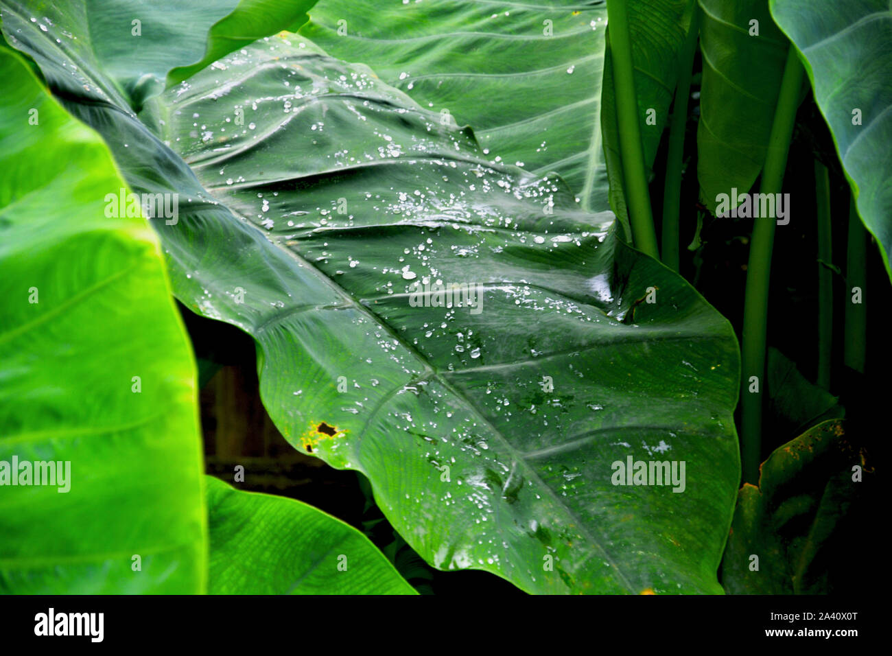 Close up of water droplets, dew on a big green leaves of Taro plant ...