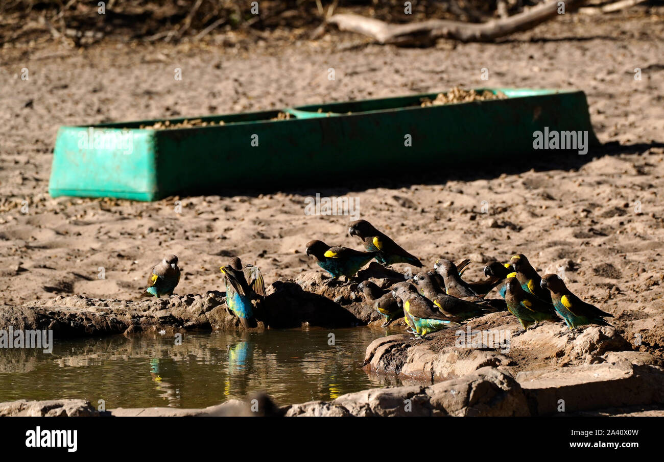 Parrots of botswana hi-res stock photography and images - Alamy