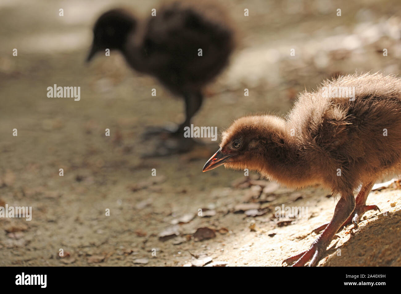 Rallidae Bird in New Zealand Stock Photo - Alamy